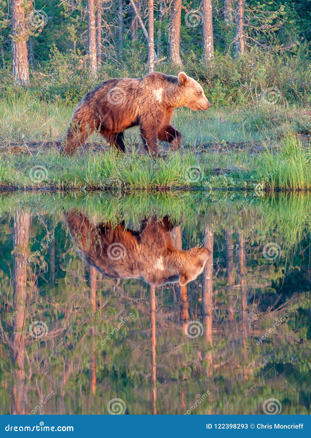 European Brown Bear Reflection Stock Image - Image of light, european ...