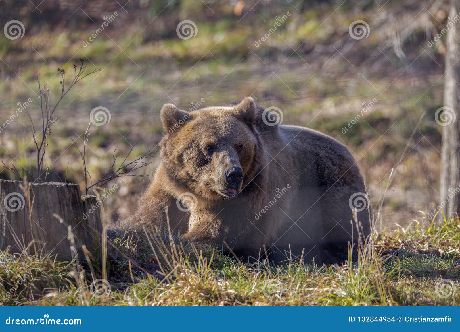 European Brown Bear Resting on the Ground Stock Photo - Image of safari ...