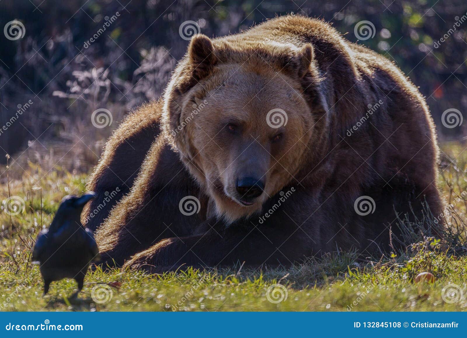European Brown Bear Resting on the Ground Stock Photo - Image of fauna ...