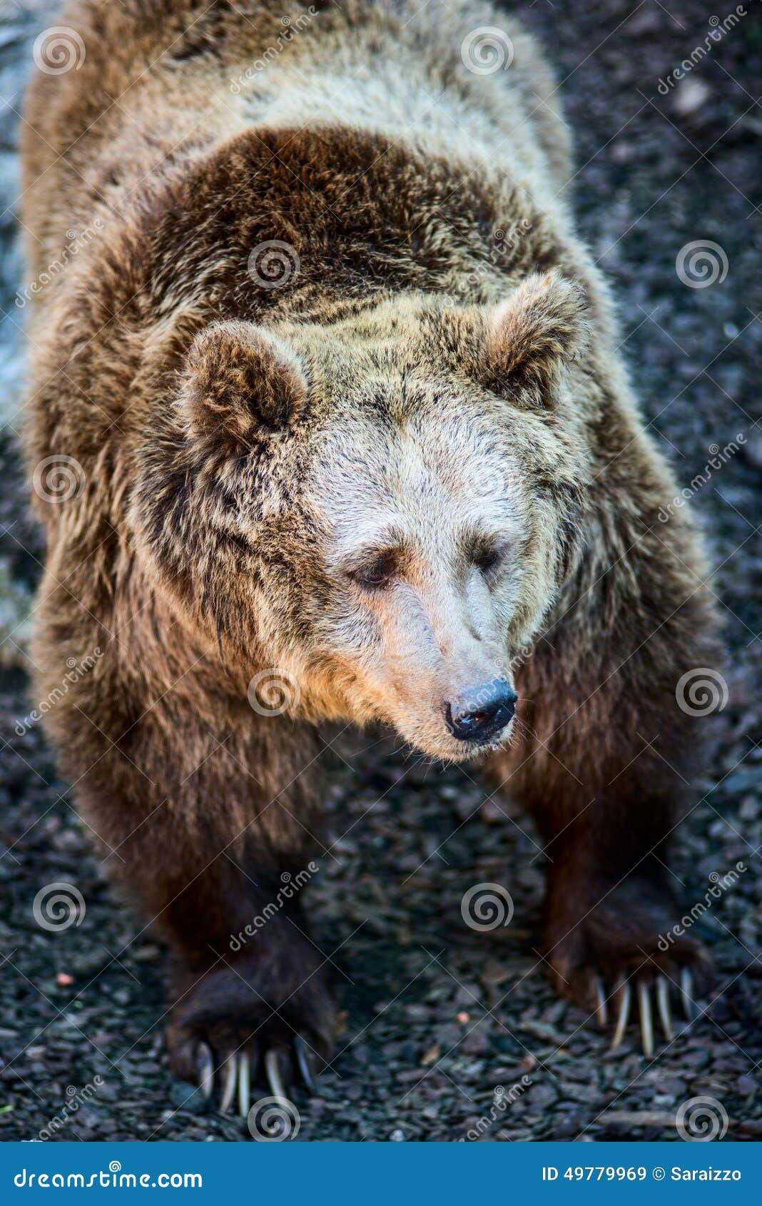 European brown bear stock image. Image of coat, bear - 49779969