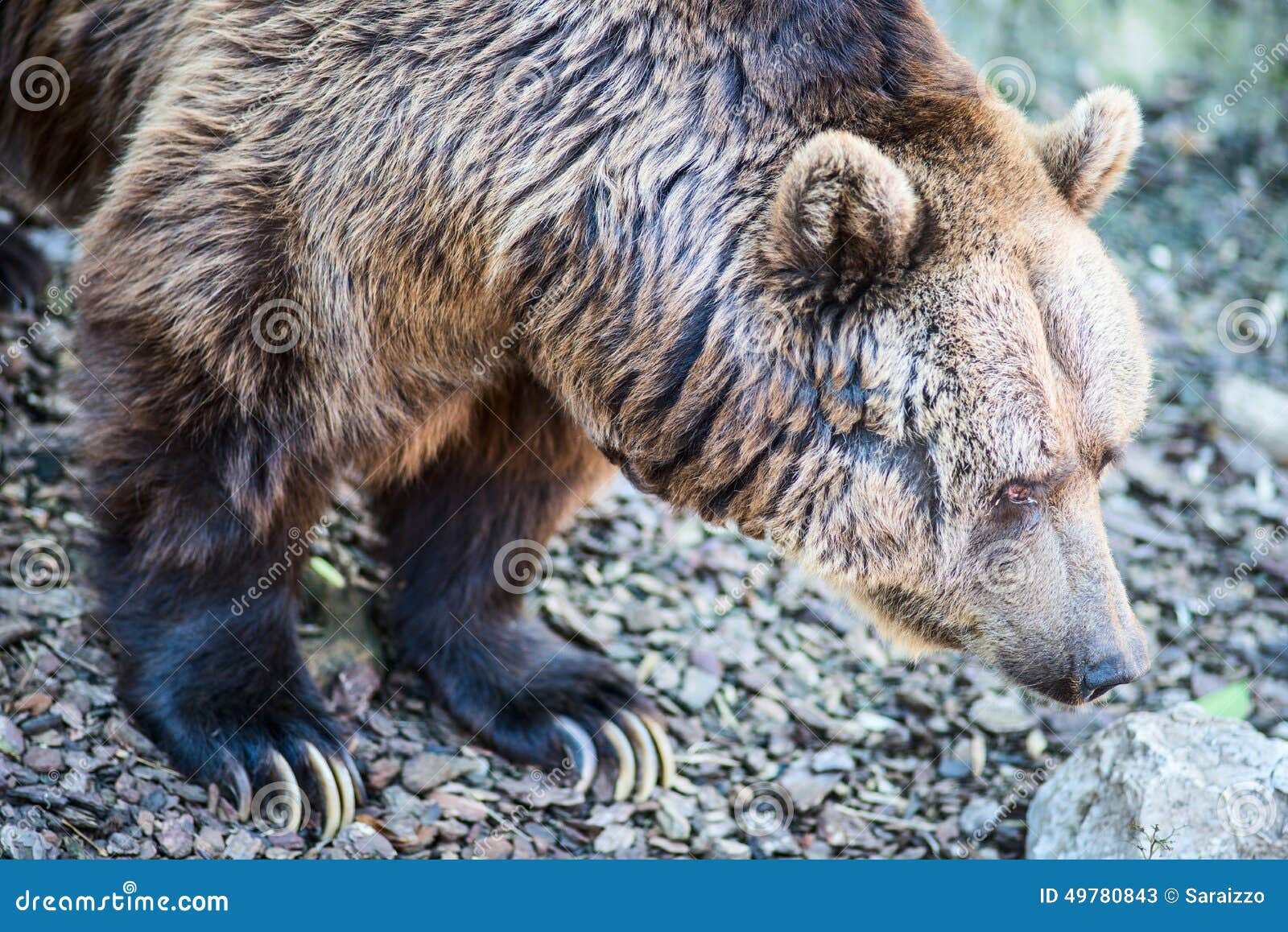 European brown bear stock image. Image of mammal, beast - 49780843