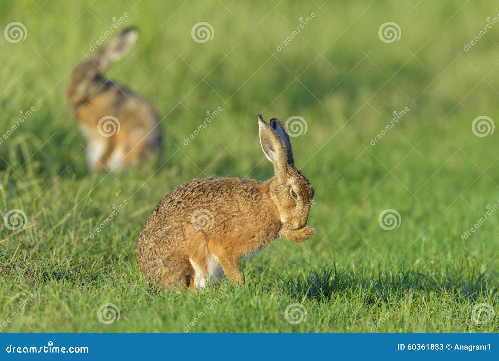 European Brown Hares stock image. Image of mammal, field - 60361883