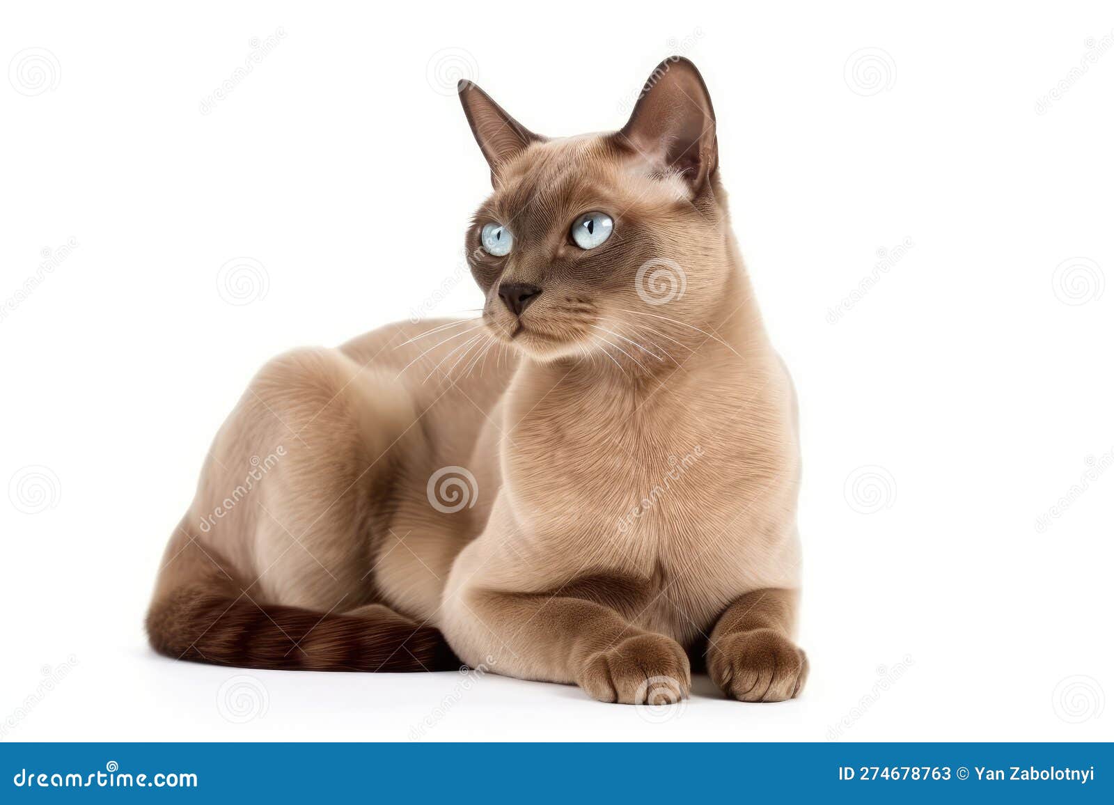 European Burmese Cat On Isolated Transparent Background, Png ...