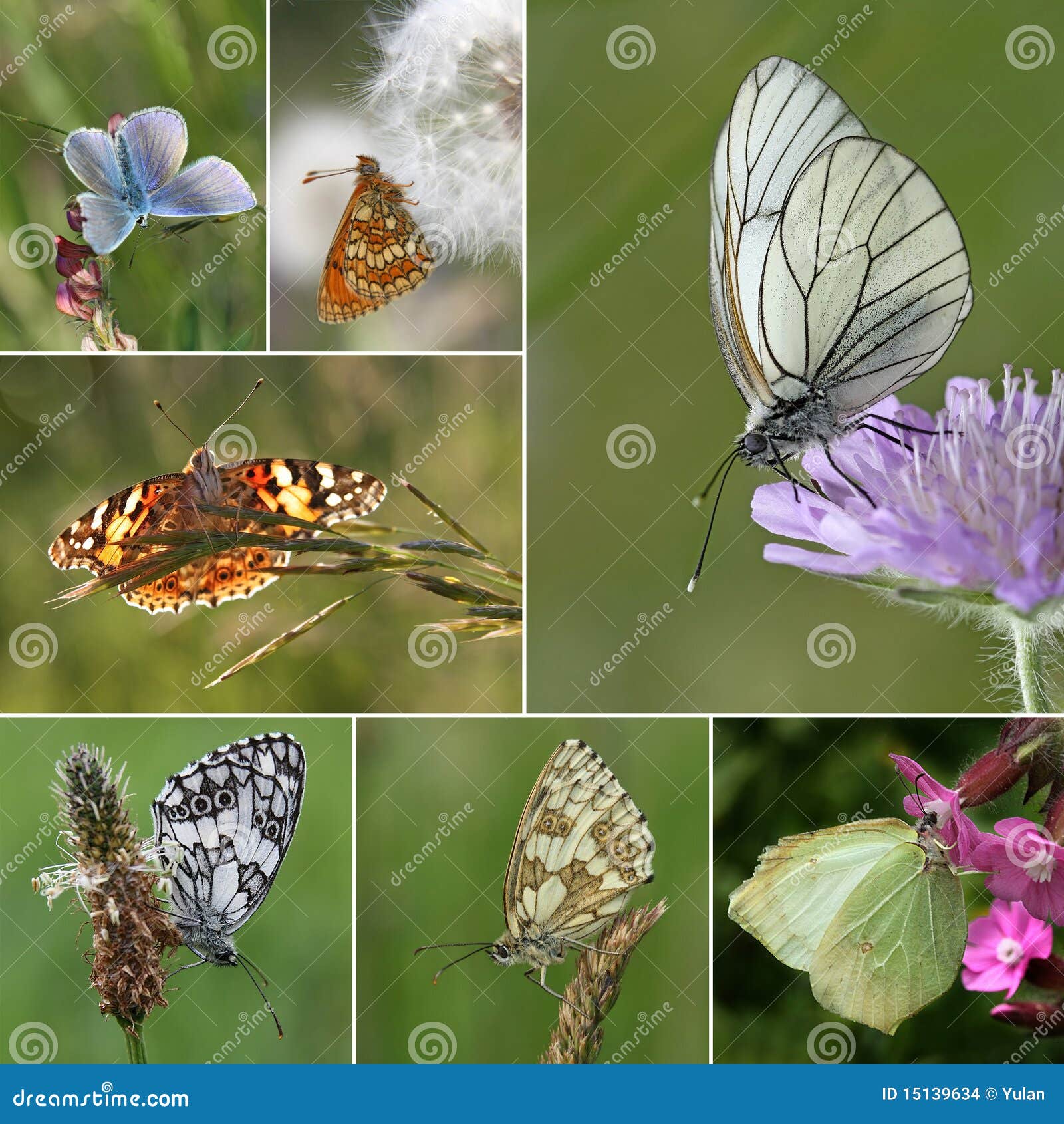 European Butterfly Species Collection Stock Photo - Image of fritillary ...