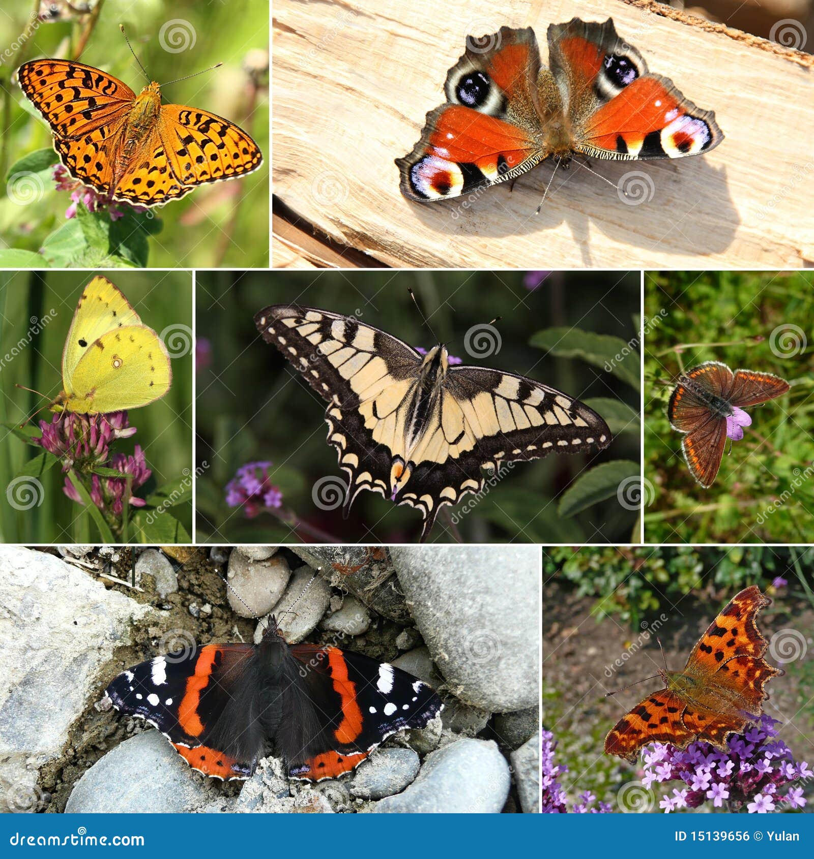 European Butterfly Species Collection Stock Photo - Image of butterfly ...