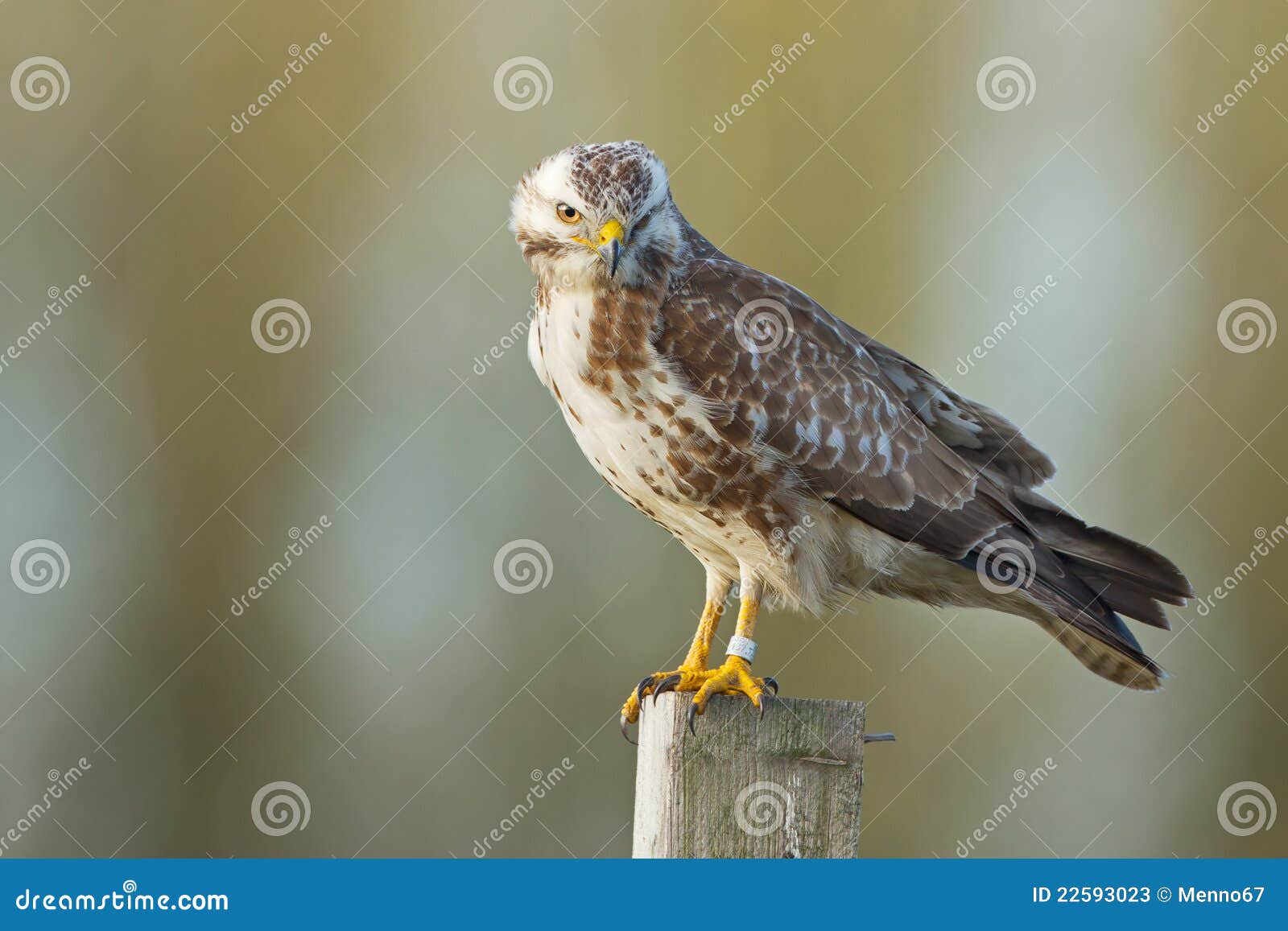 European buzzard stock image. Image of conservation, color - 22593023