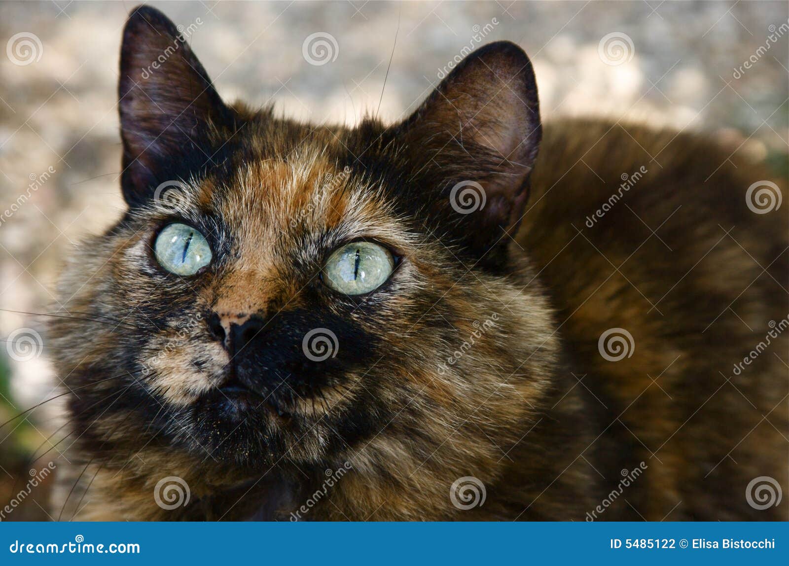 European calico cat stock photo. Image of wild, european - 5485122