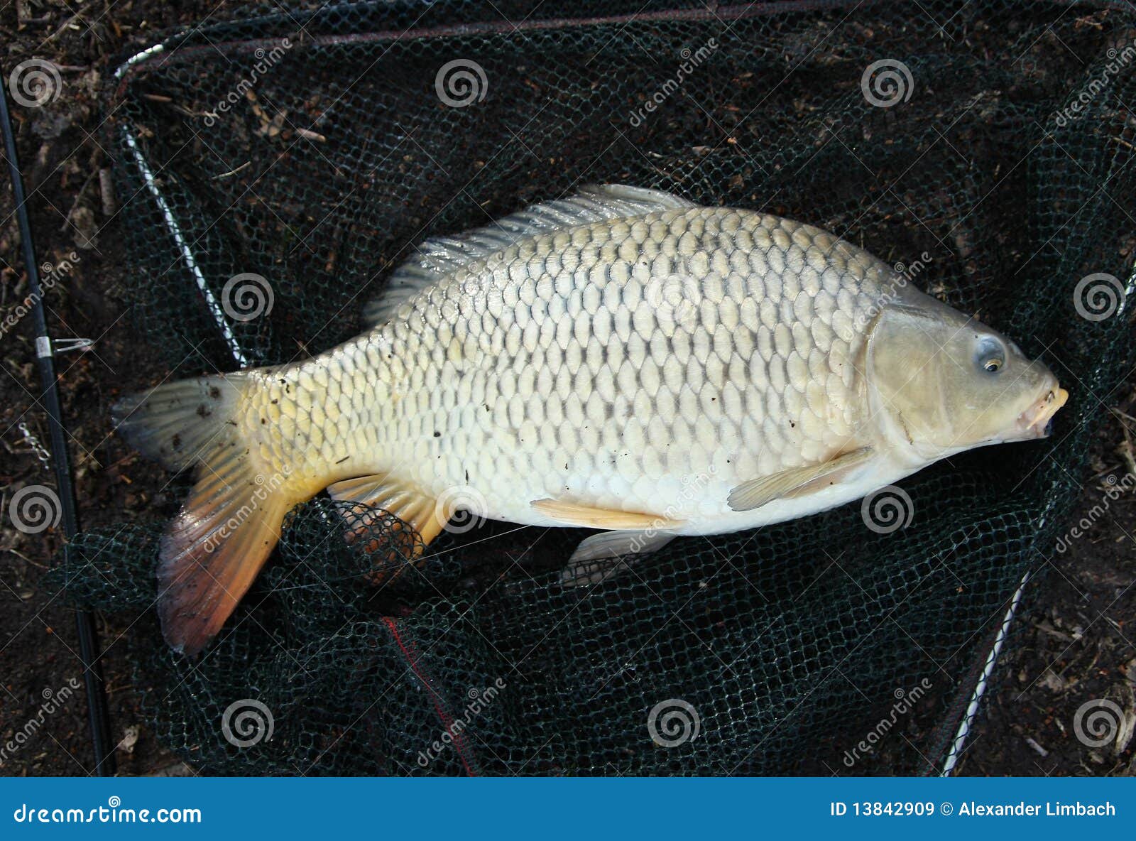 European Carp - Cyprinus Carpio Stock Image - Image of angle, carpio ...