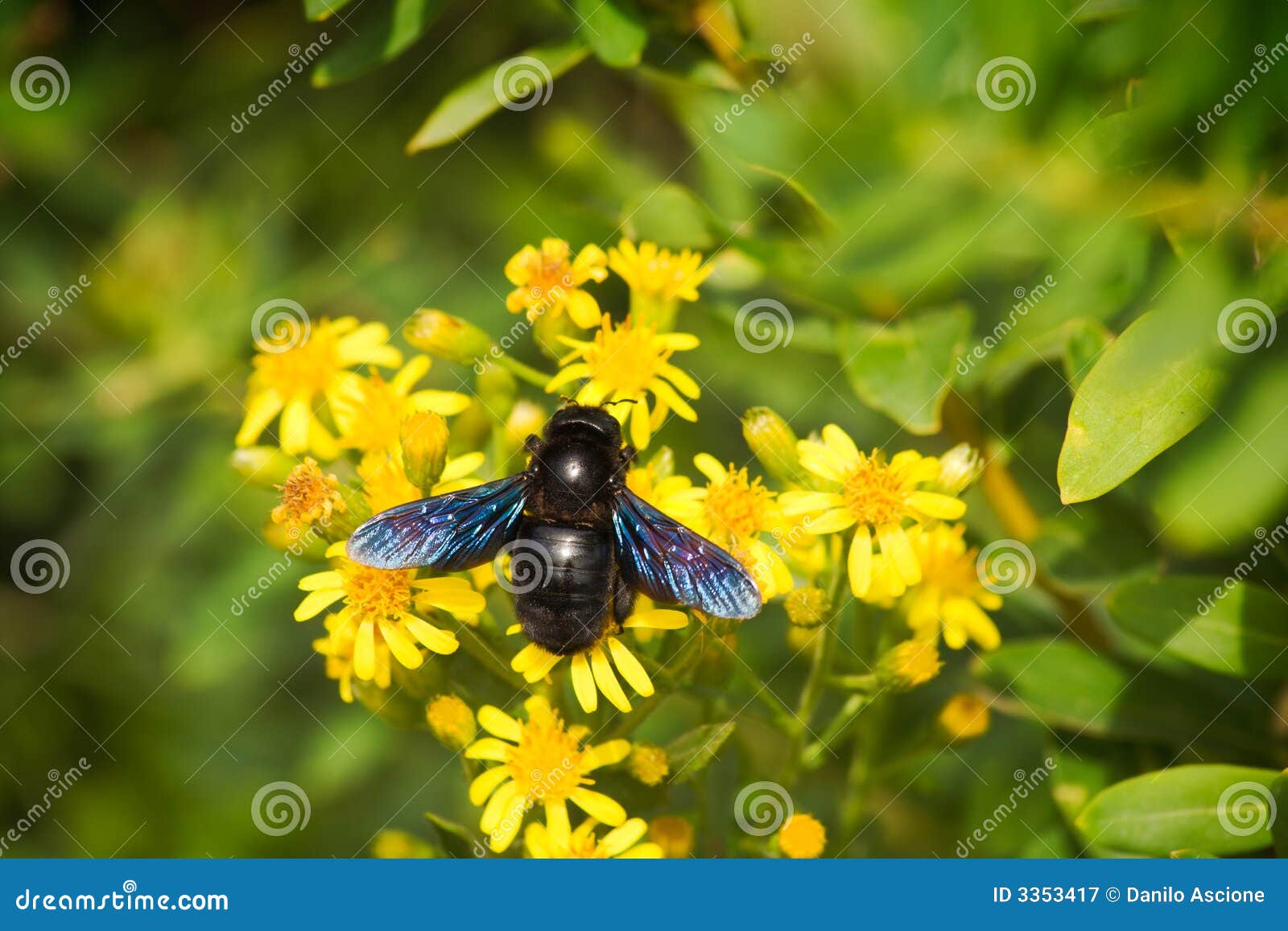 European carpenter bee stock image. Image of wasp, nature - 3353417