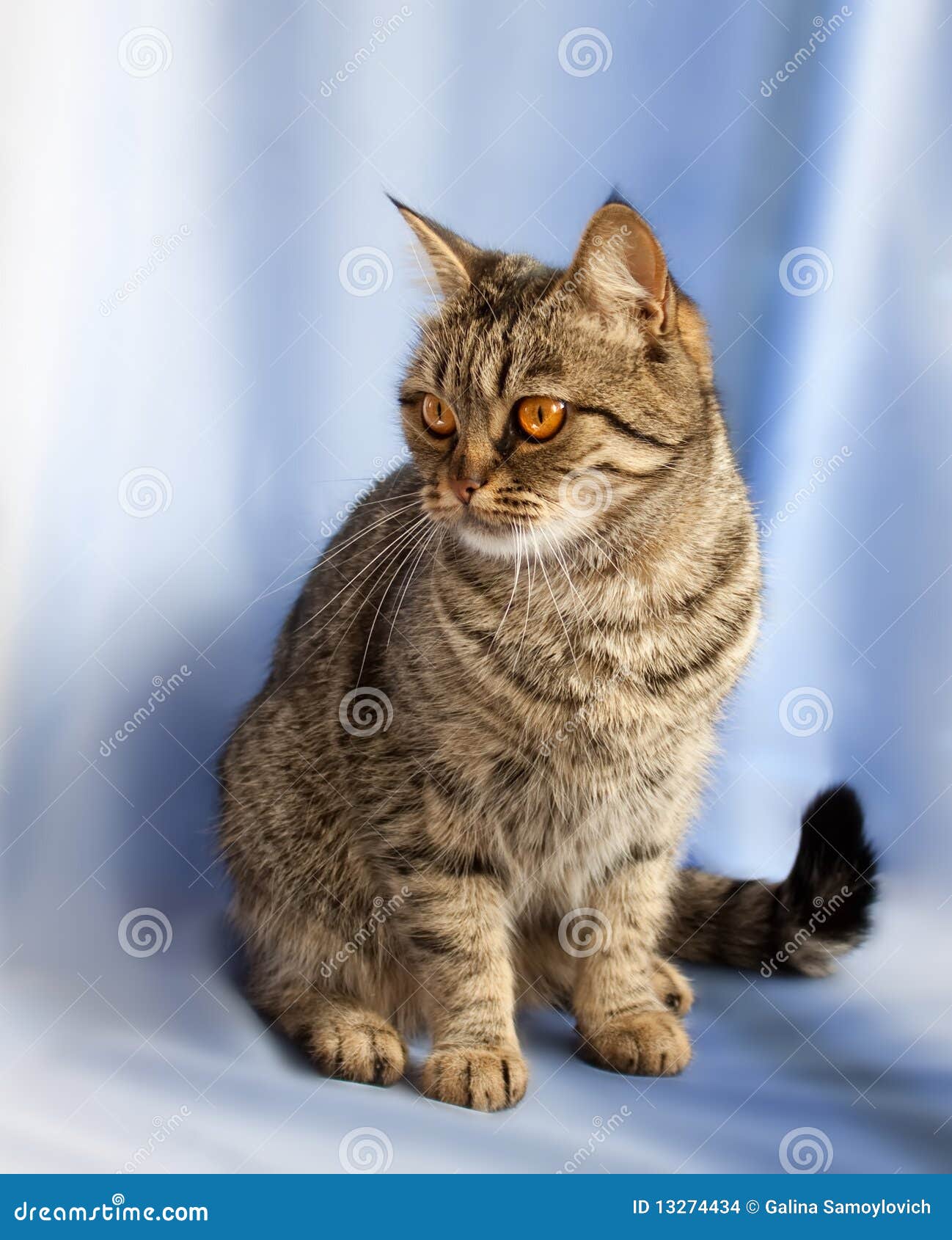 European cat. stock photo. Image of furry, looking, pets - 13274434