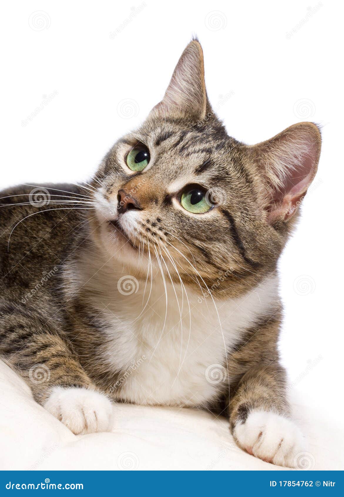 European cat stock photo. Image of siberian, nose, kitten - 17854762