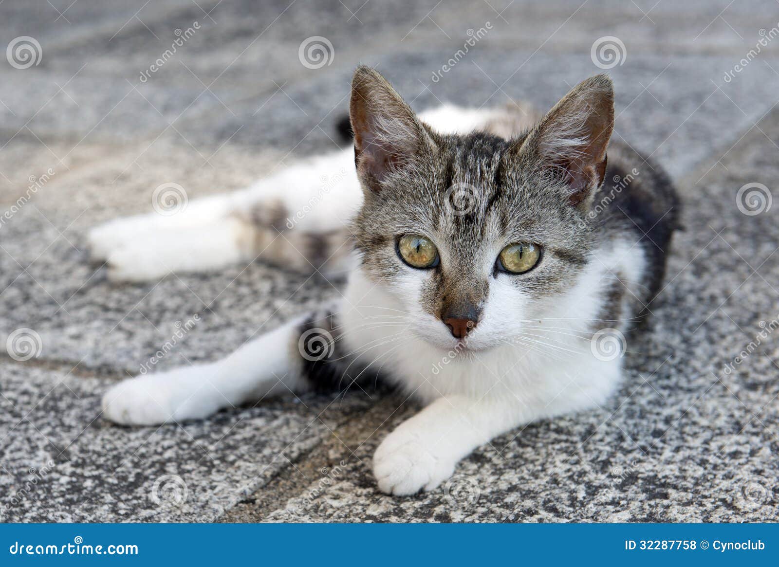 European cat stock photo. Image of city, european, abandoned - 32287758