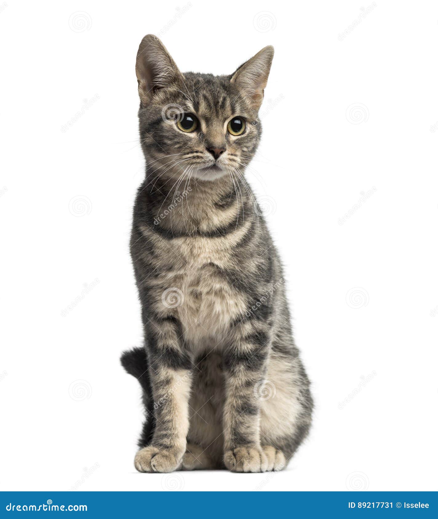 European Cat Sitting, Isolated Stock Image - Image of feline, studio ...