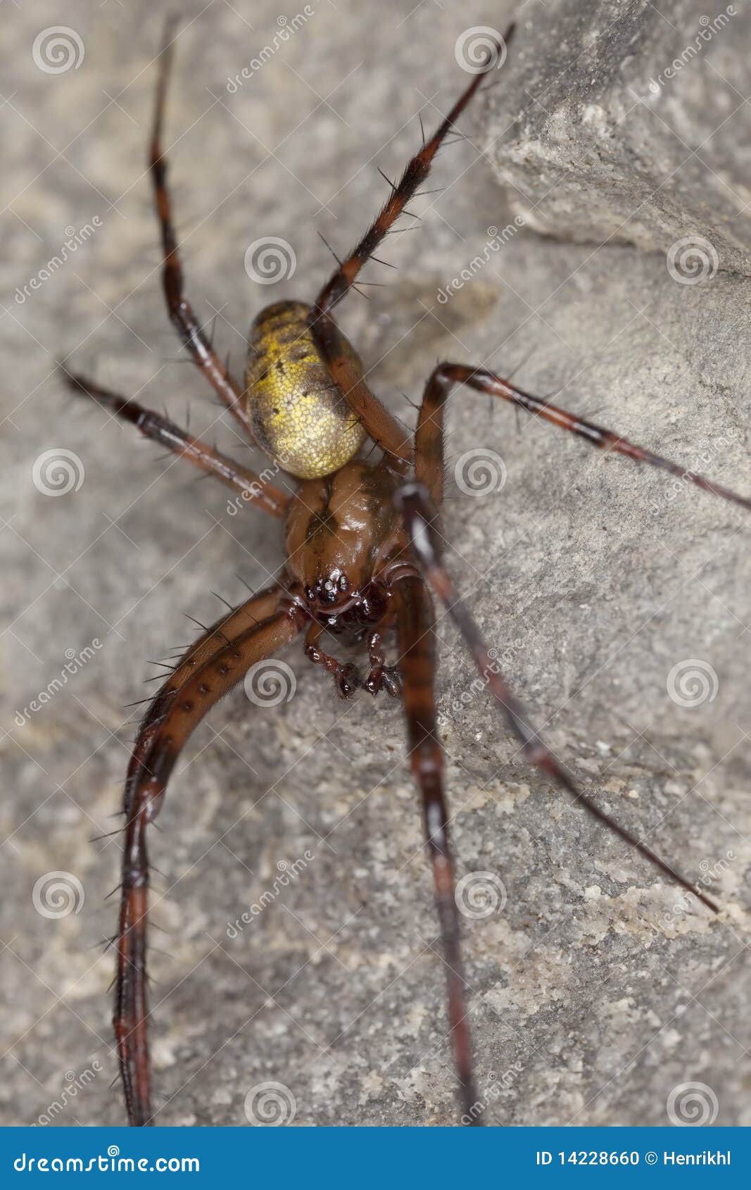 Giant African Cave Spider