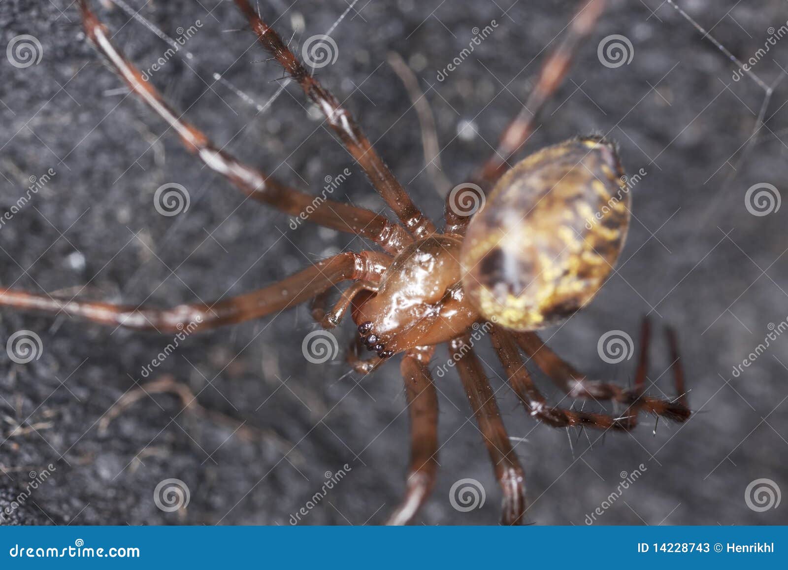 European Cave Spider (Meta Menardi) Stock Image - Image of closeup ...