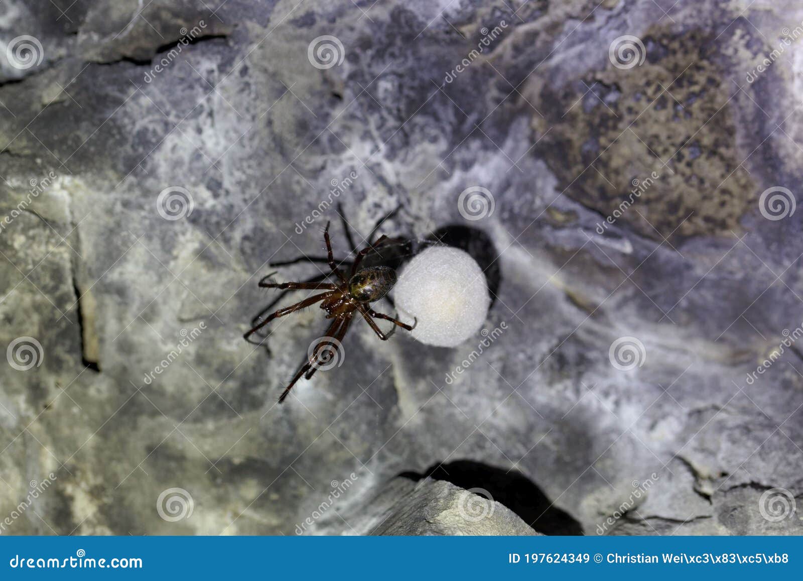 European Cave Spider, Meta Menardi, with a Cocoon Stock Image - Image ...