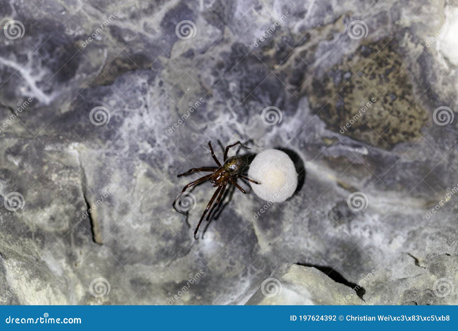 European Cave Spider, Meta Menardi, with a Cocoon Stock Photo - Image ...