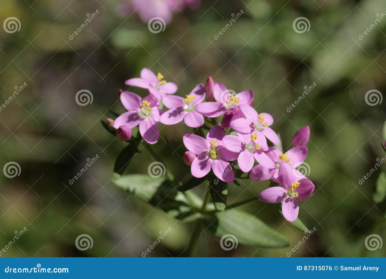 European centaury flower stock photo. Image of flower - 87315076