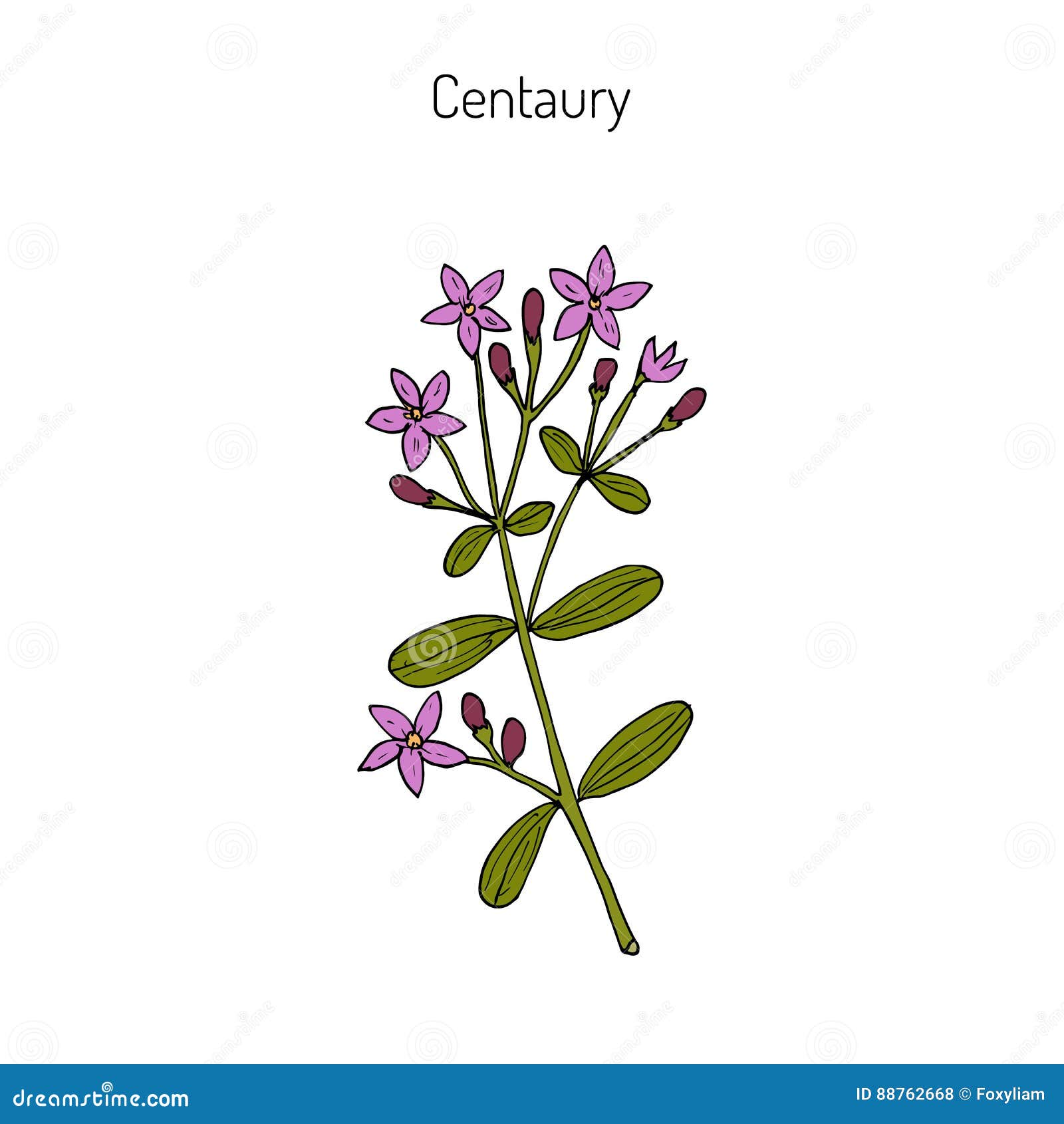 Centaury Vector Drawing. Hand Drawn Herb Sketch. | CartoonDealer.com ...