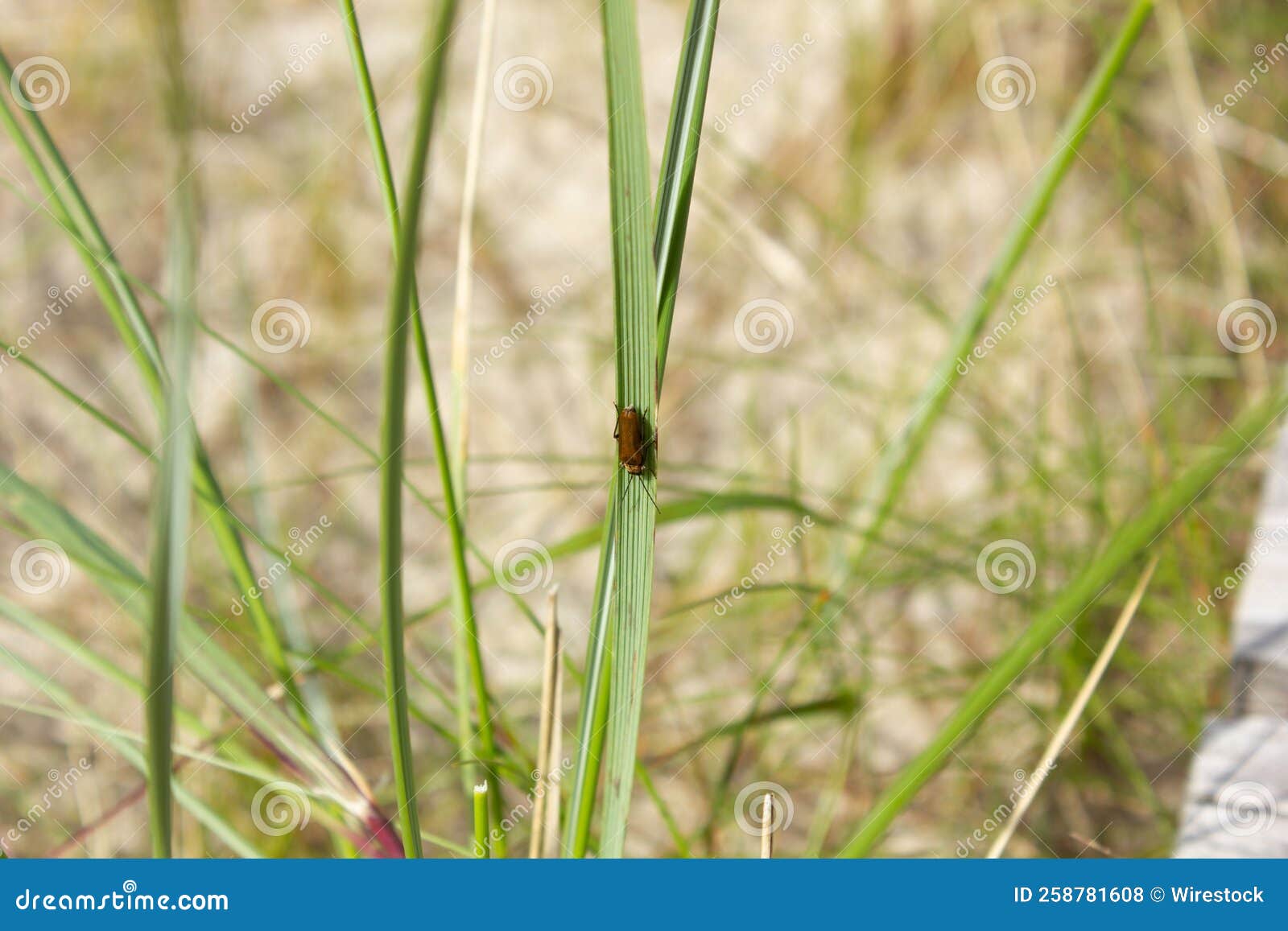 European Chafer on a Green Leaf Stock Photo - Image of botanical, green ...