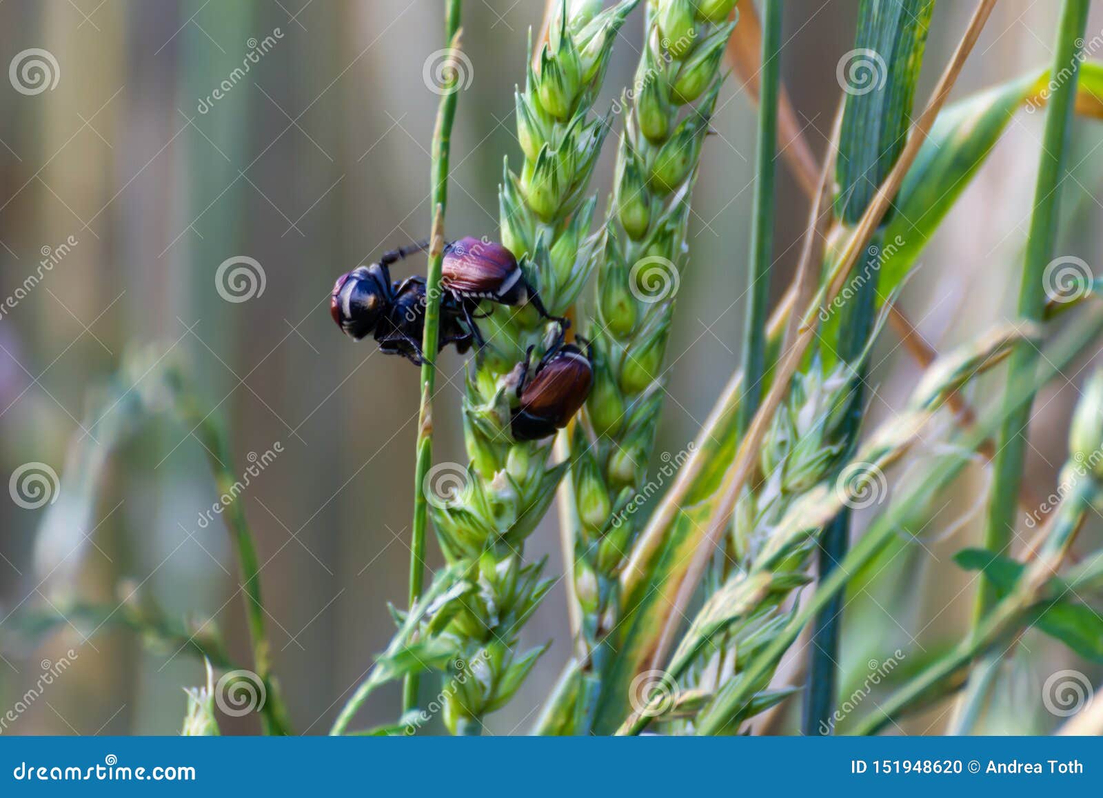European Chafer on Wheat. May Bug on the Field Agricultural, Cereal ...