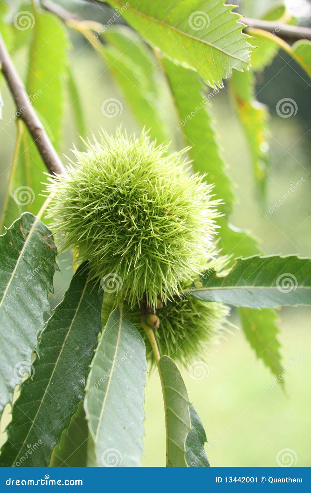 European chestnut tree stock image. Image of medium, people - 13442001