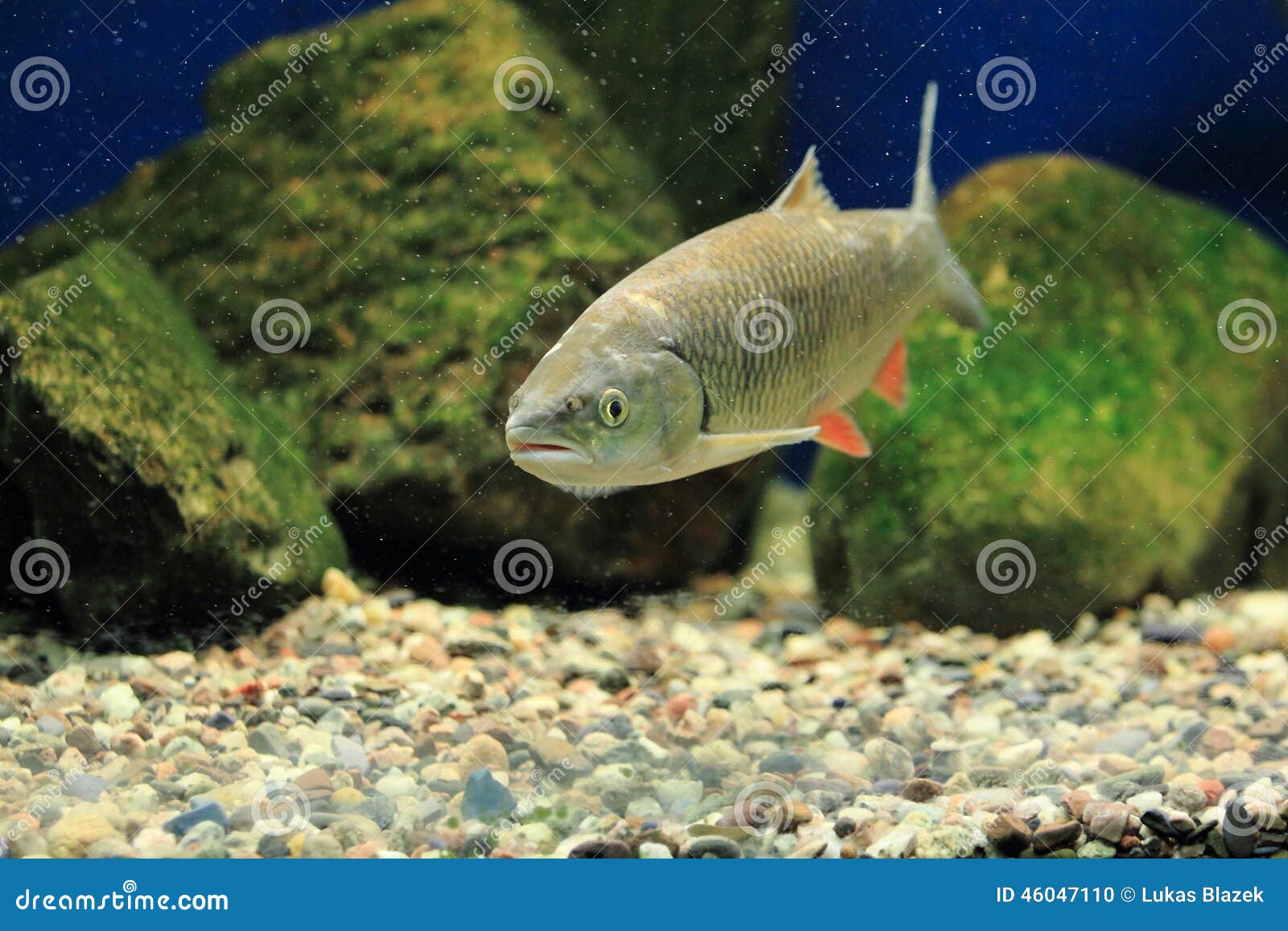 European Chub On White Stock Photography | CartoonDealer.com #75044744