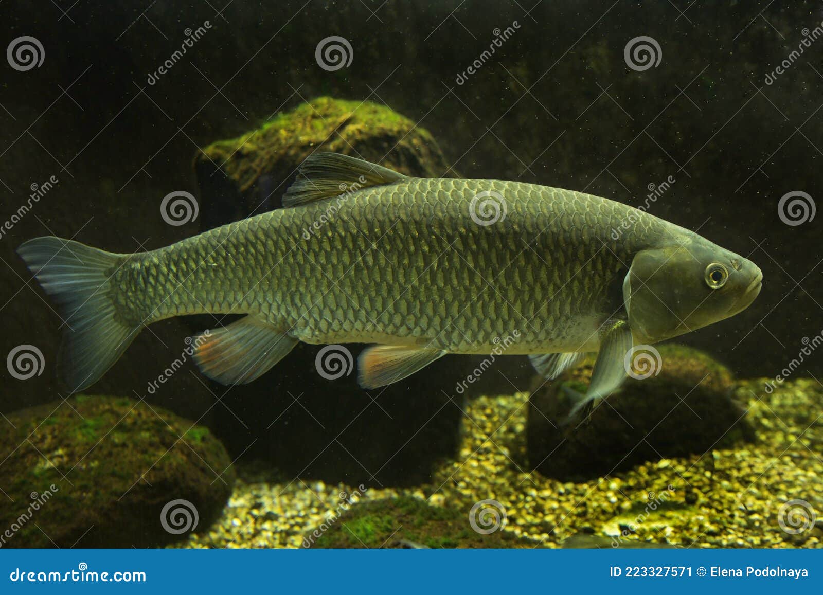 The European Chub Squalius Cephalus. Stock Image - Image of rayfinned ...