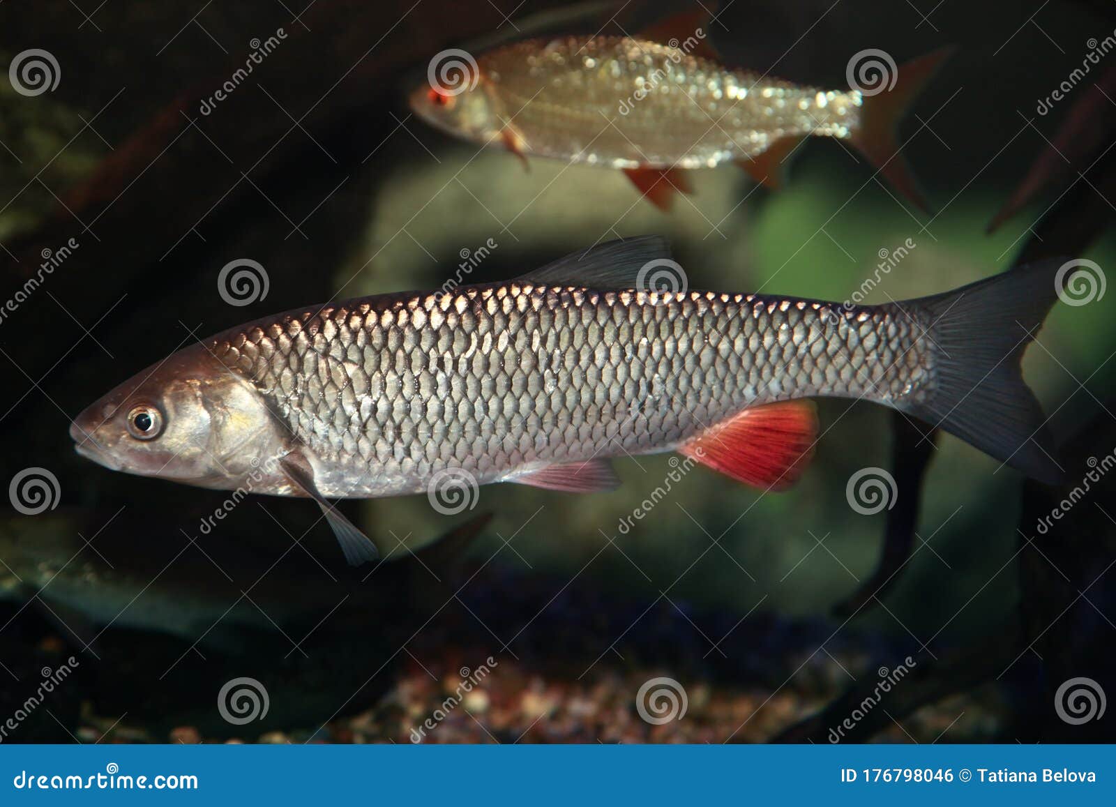 European Chub Squalius Cephalus Fish Stock Photo - Image of european ...