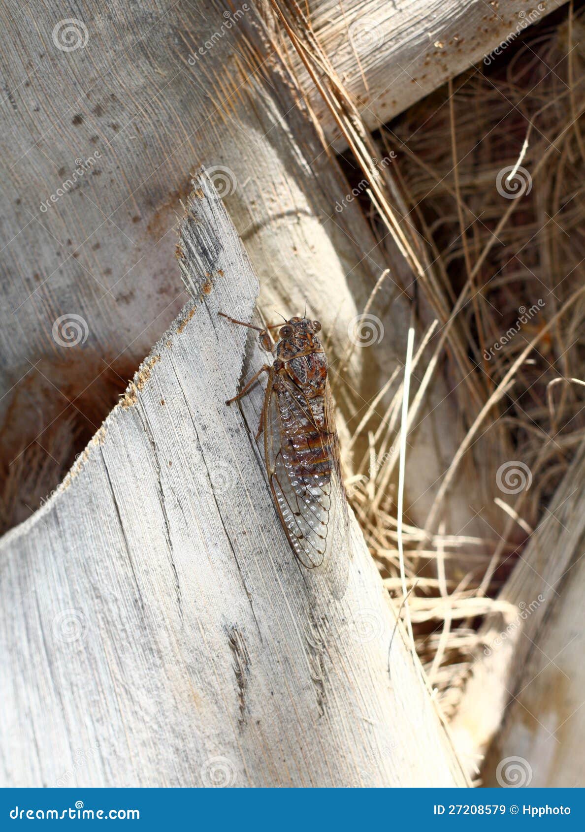 European cicada stock image. Image of cricket, island - 27208579
