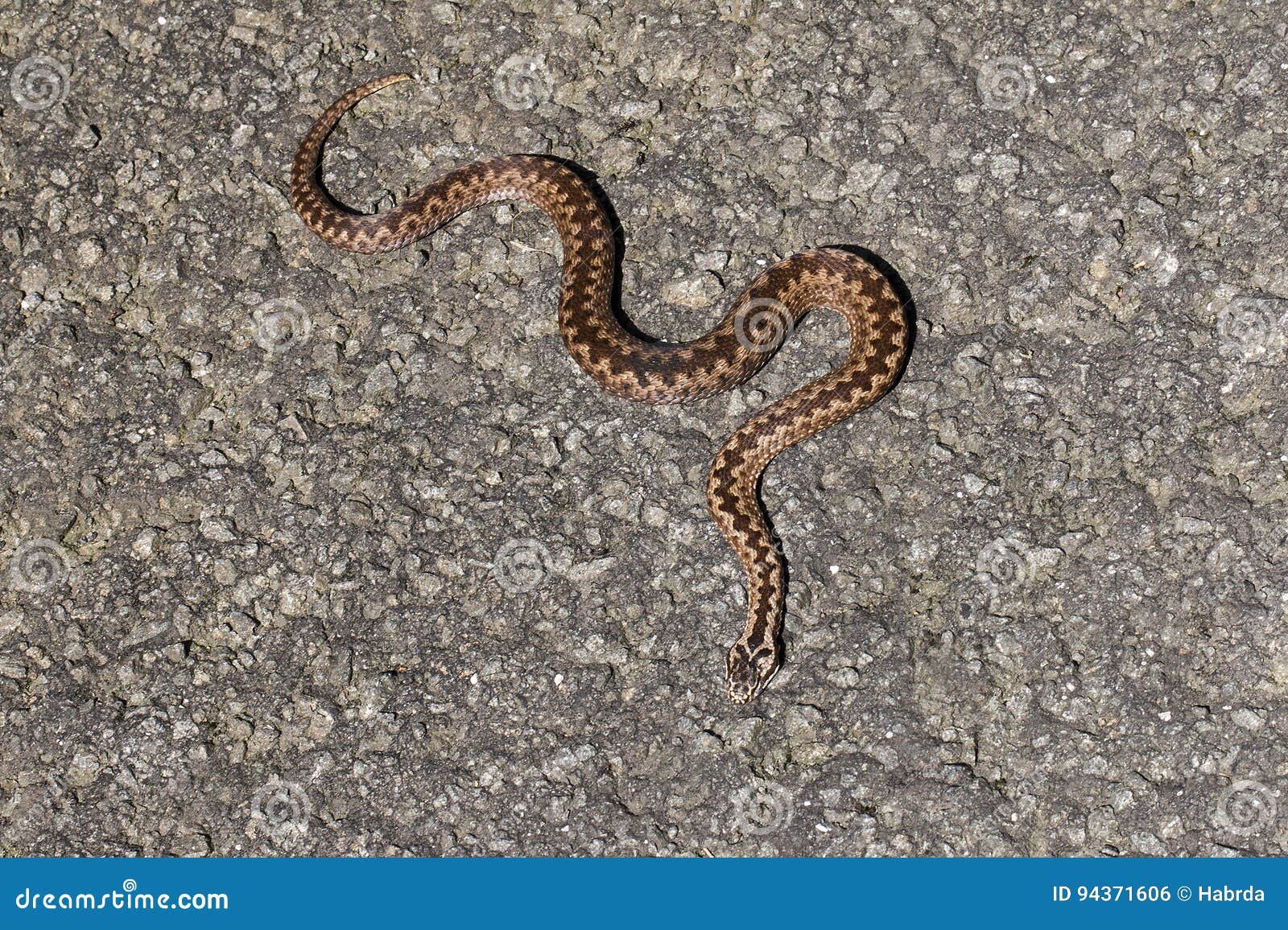 European Classic Poison Snake Stock Photo - Image of poisonous, reptile ...