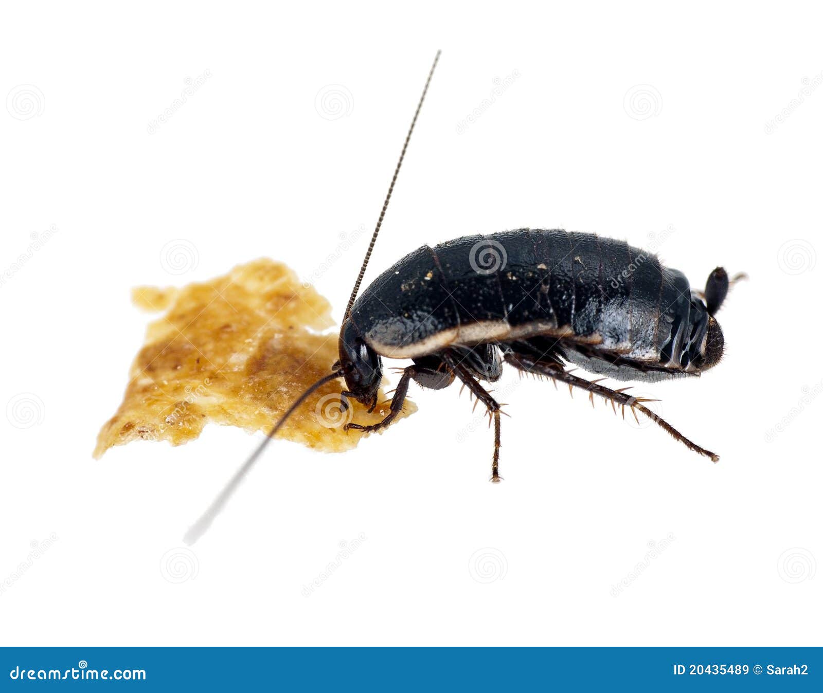 Loboptera Decipiens. Small, Black European Cockroaches, Roaches. With ...