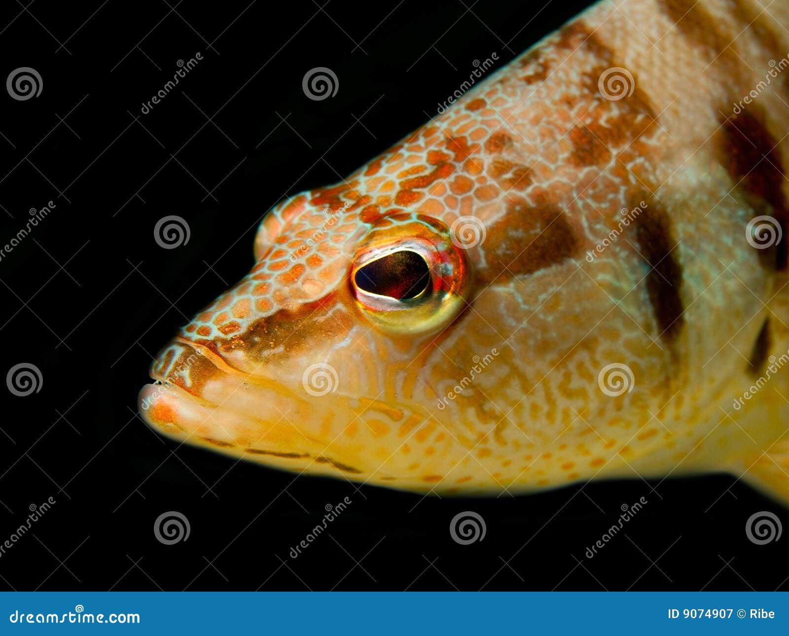 European Comber Fish stock image. Image of pattern, detail - 9074907