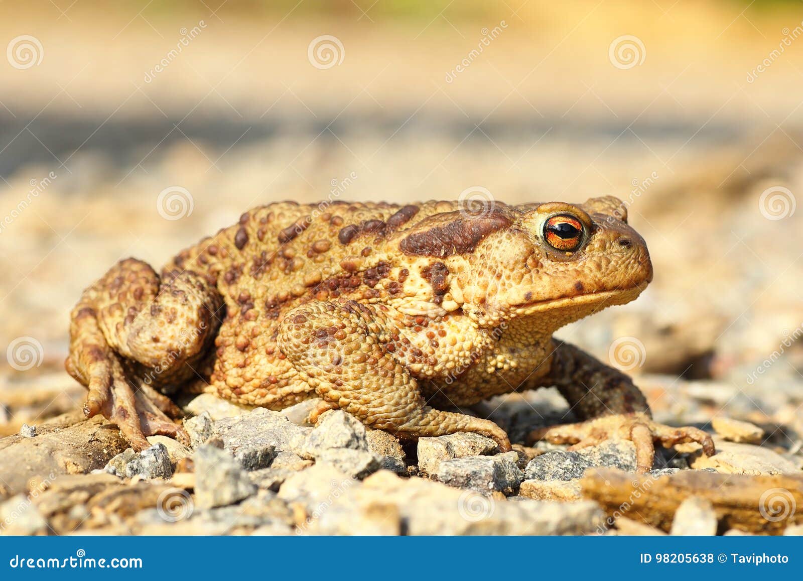 European Common Brown Toad on the Ground Stock Photo - Image of biology ...