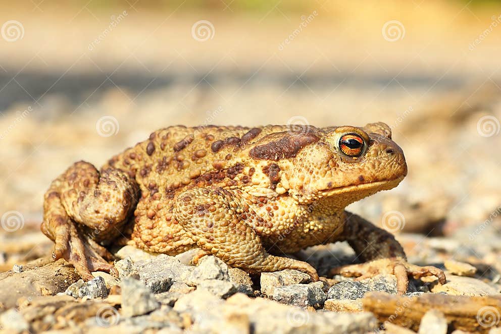 European Common Brown Toad on the Ground Stock Photo - Image of biology ...