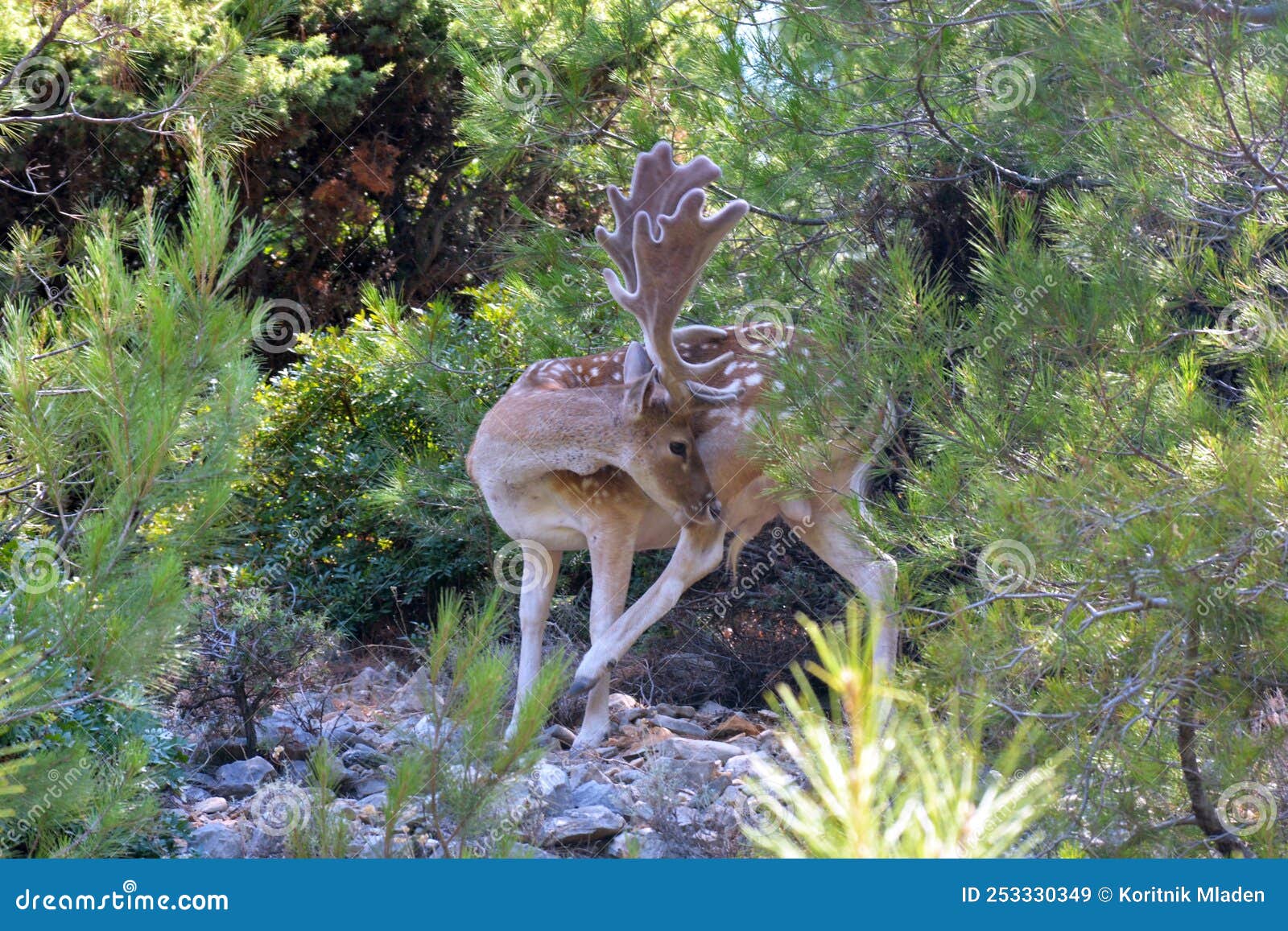 The European Common Fallow Deer Stock Image - Image of male, horns ...