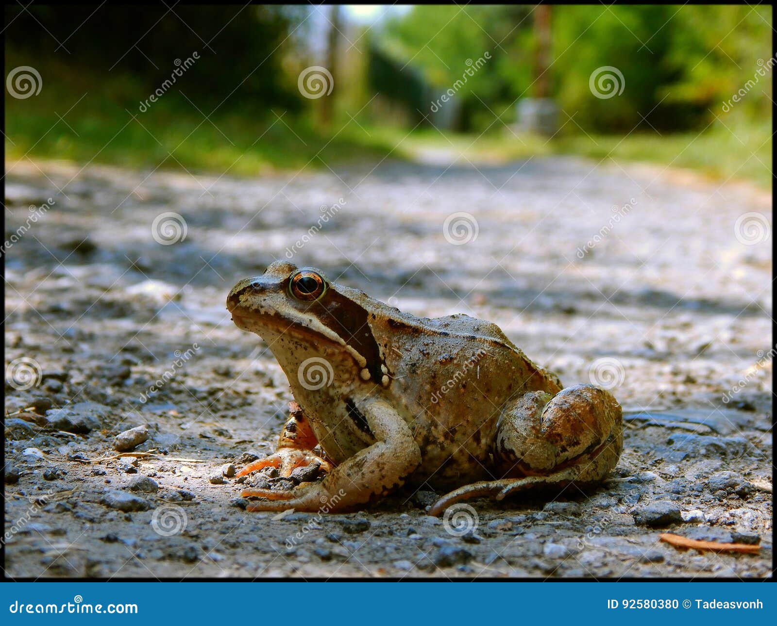 European common frog stock photo. Image of detail, path - 92580380