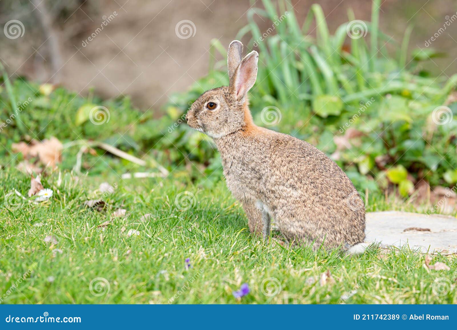 European or Common Hare in the Forest Stock Image - Image of hare ...