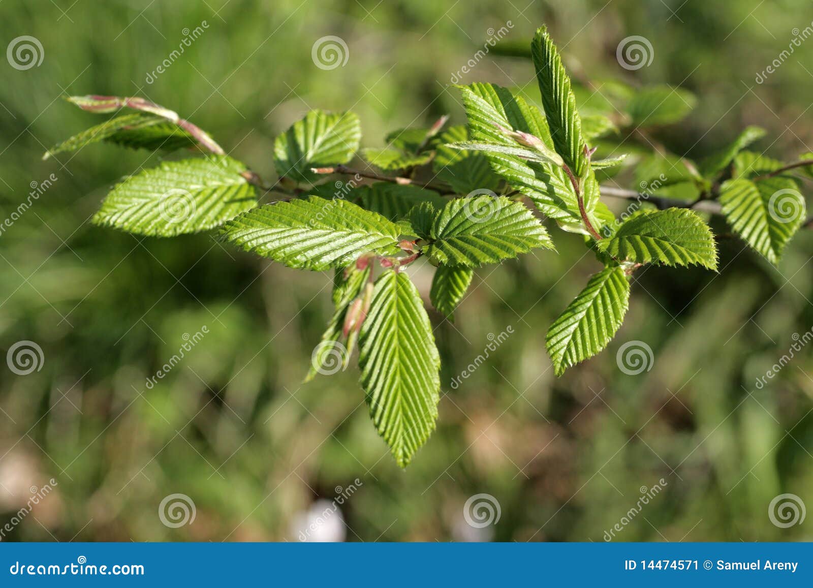 European or Common Hornbeam Stock Image - Image of dicotyledons, nerve ...