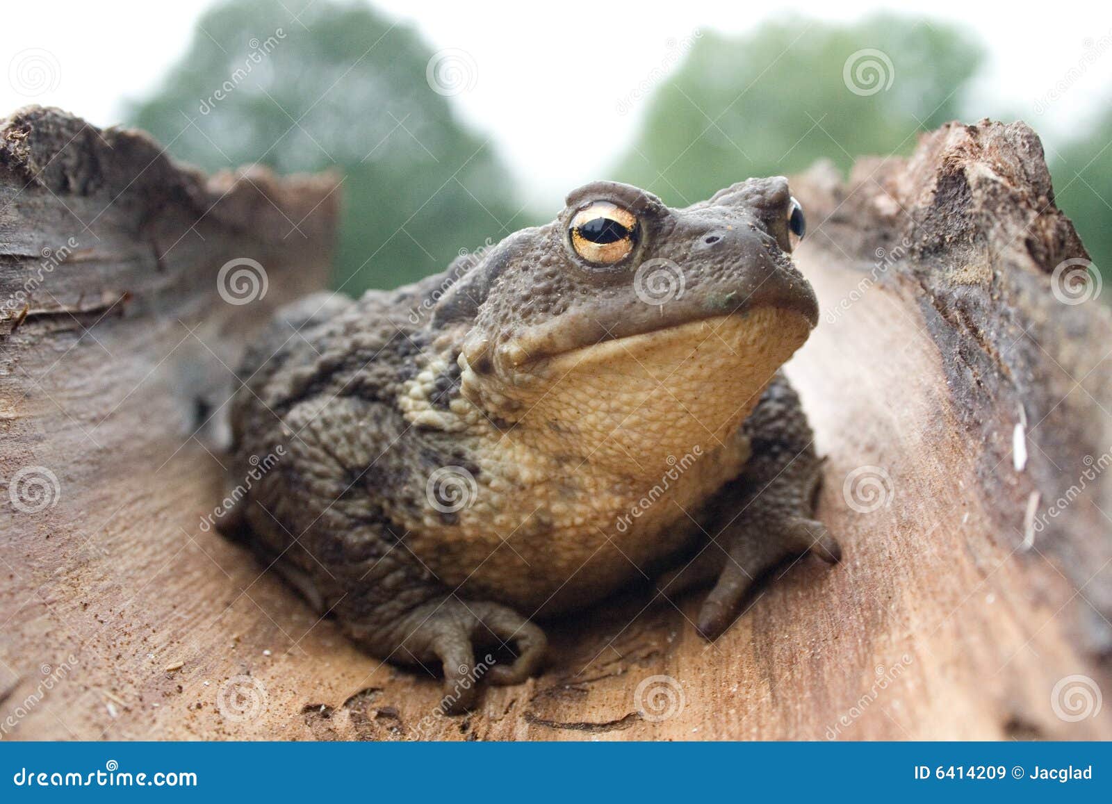 European Common Toad Bufo Bufo Stock Image - Image of amphibian ...