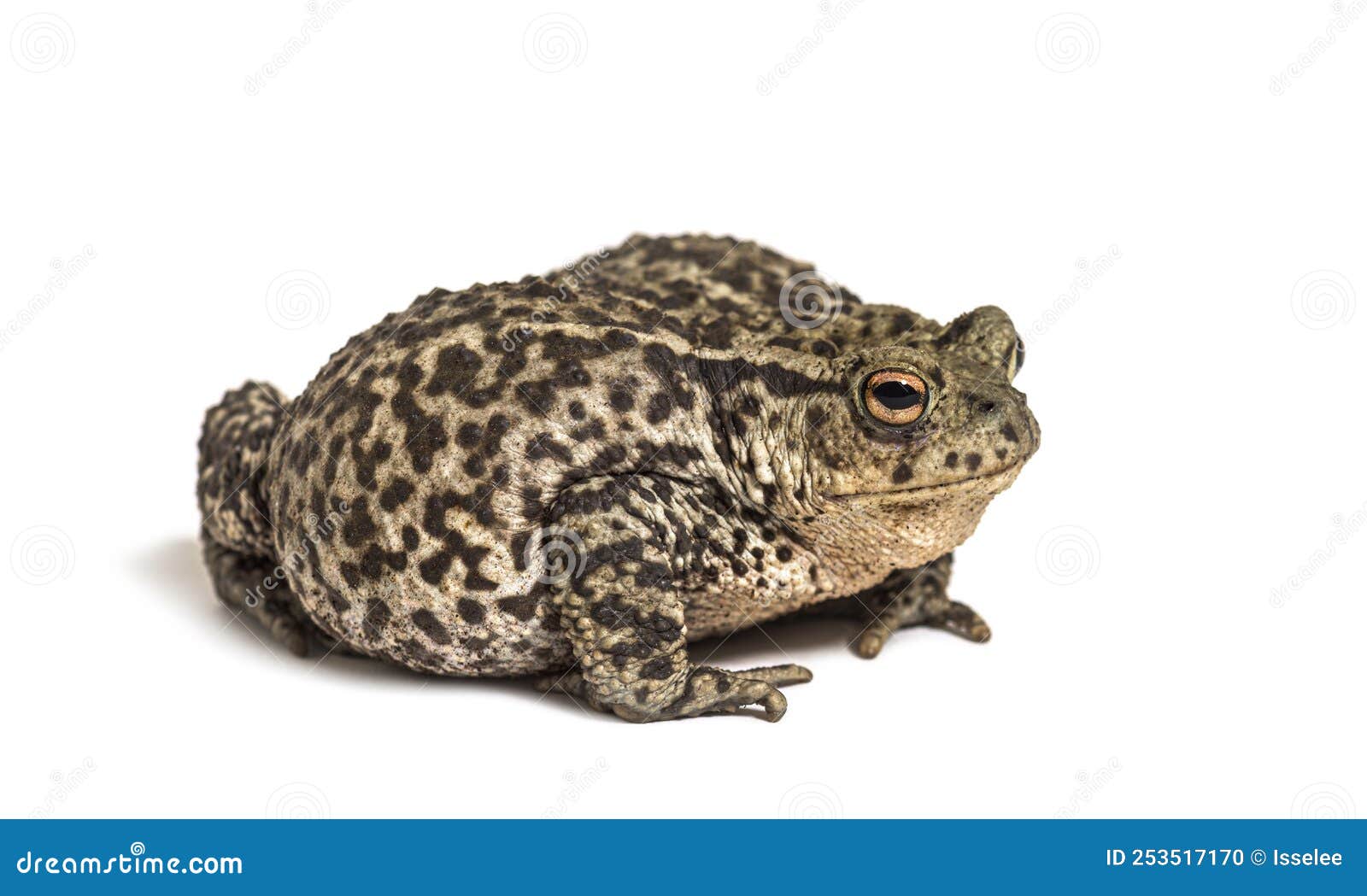 European Common Toad, Bufo Bufo, Isolated Stock Photo - Image of ...