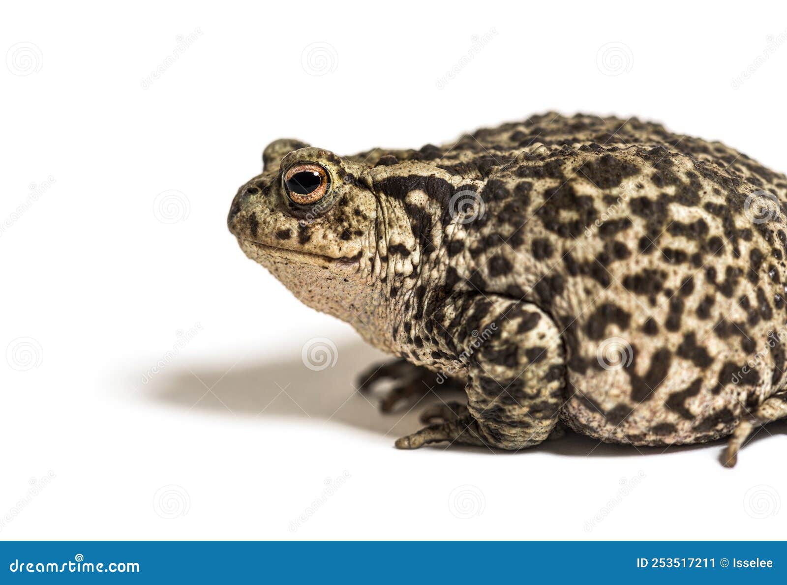 European Common Toad, Bufo Bufo, Crapaud Commun Stock Image - Image of ...