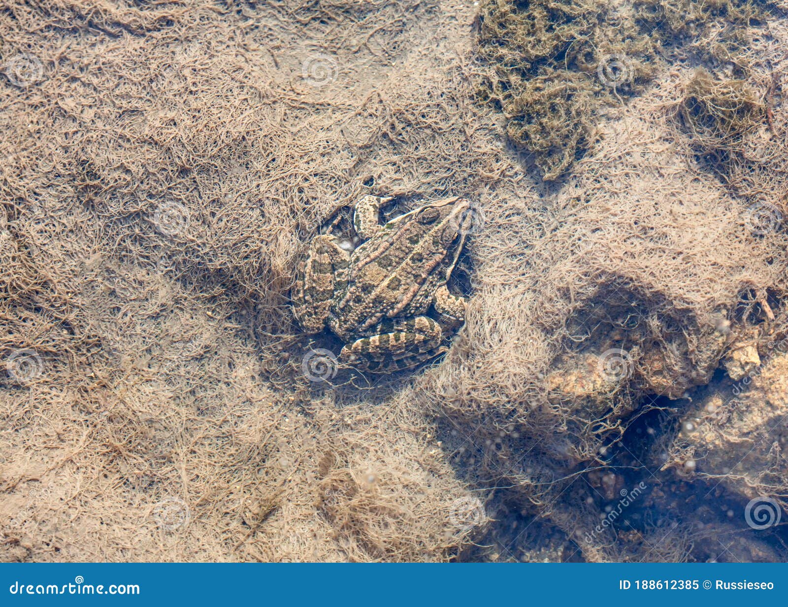 European Common Toad stock image. Image of animal, creature - 188612385