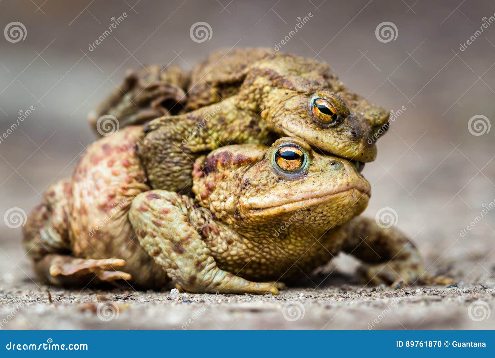 European Common Toad Mating Stock Photo - Image of amphibian, specie ...