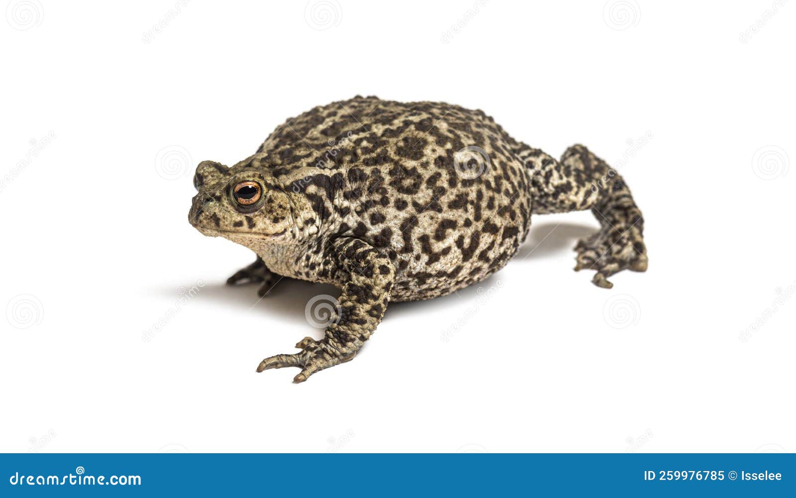 European Common Toad Walking, Bufo Bufo, Isolated on White Stock Image ...