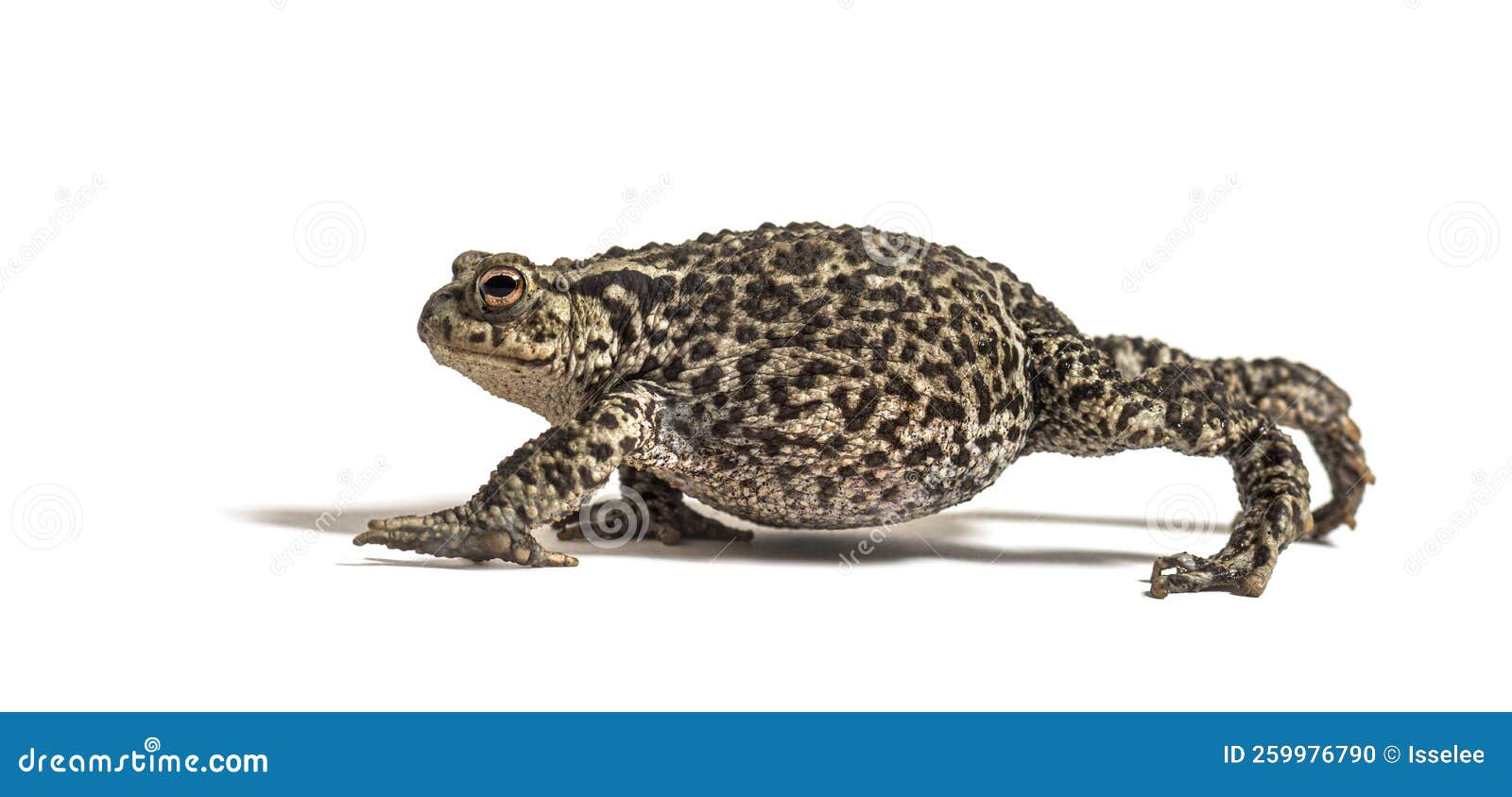 European Common Toad Walking, Bufo Bufo, Isolated on White Stock Photo ...
