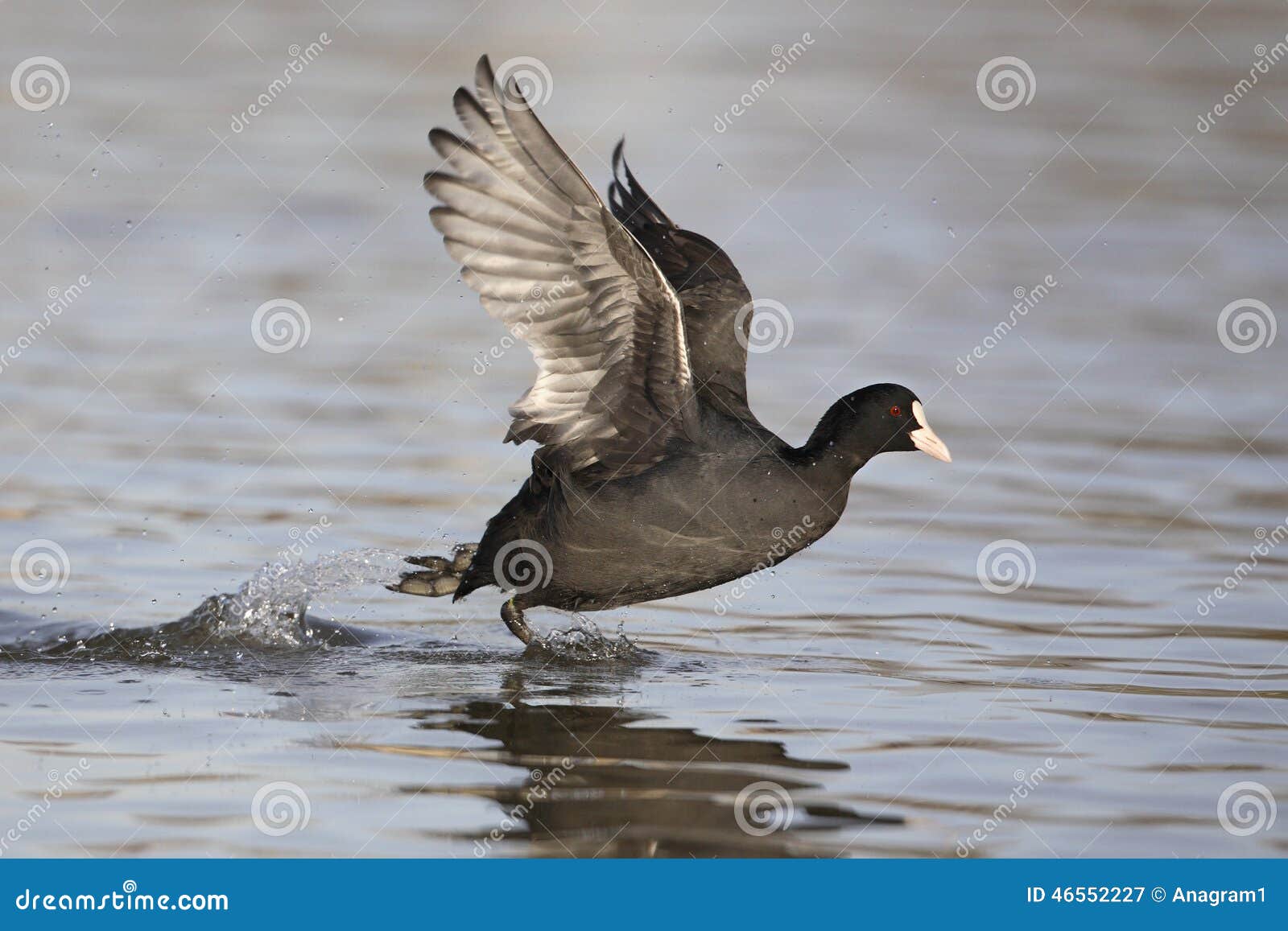 European coot stock image. Image of feather, animal, bird - 46552227