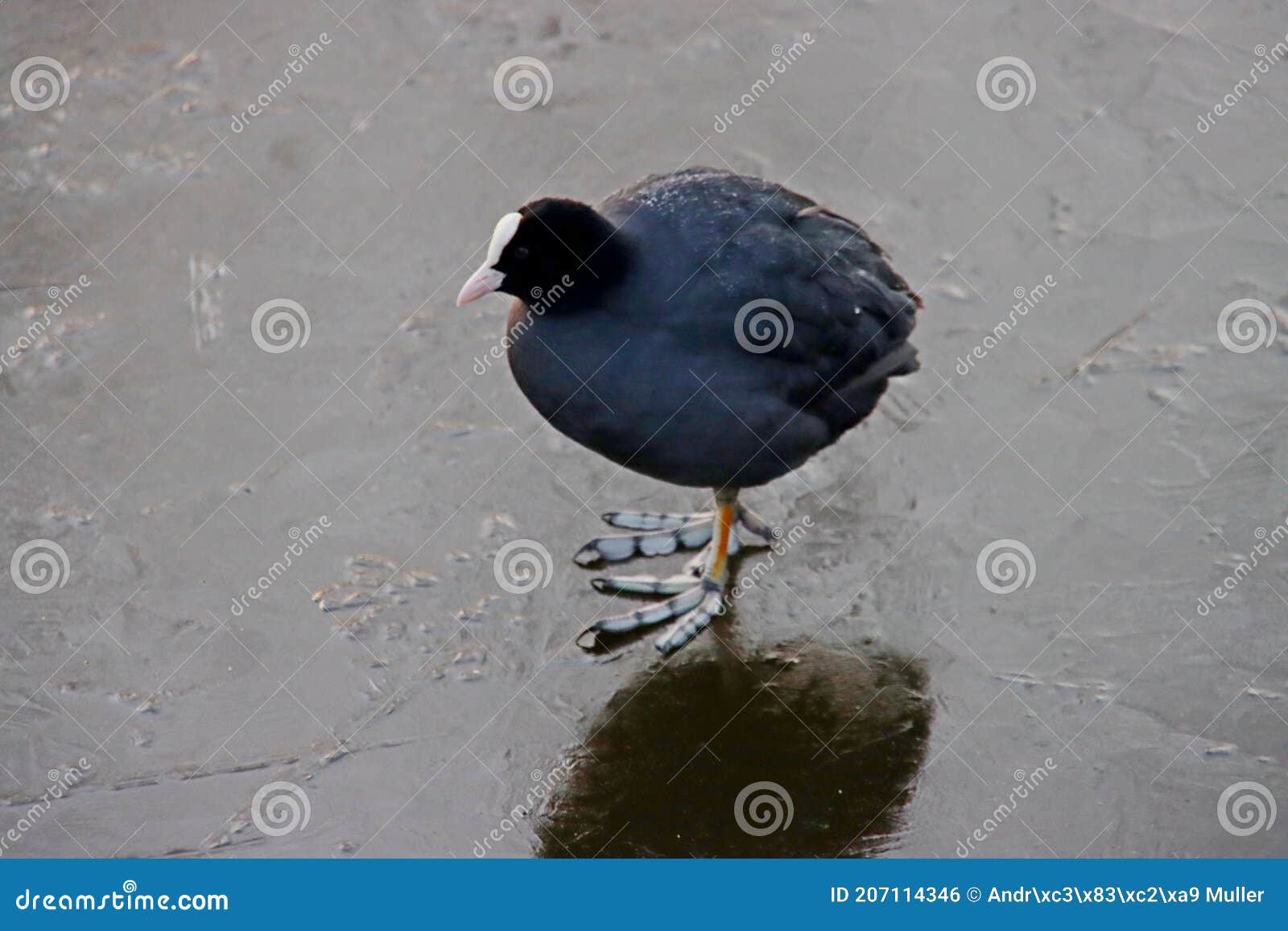 European Coot Walking on the Ice Stock Photo - Image of river, white ...