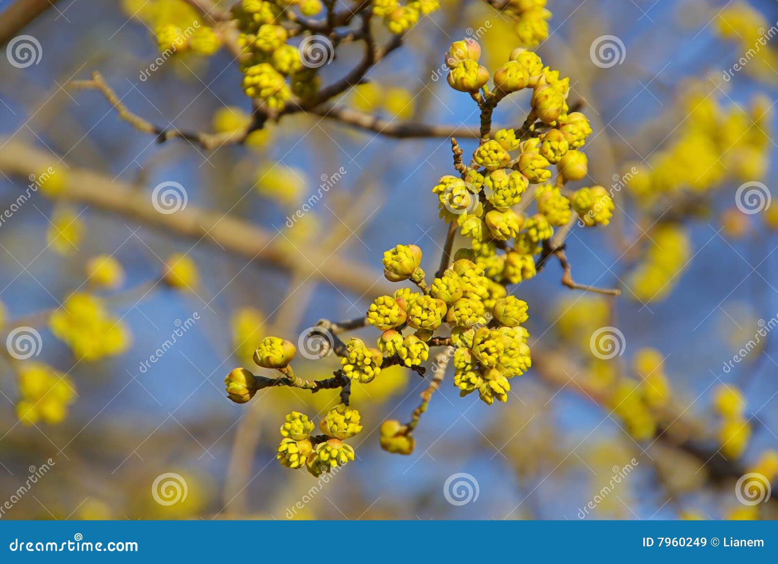 European Cornel stock image. Image of european, twig, tree - 7960249