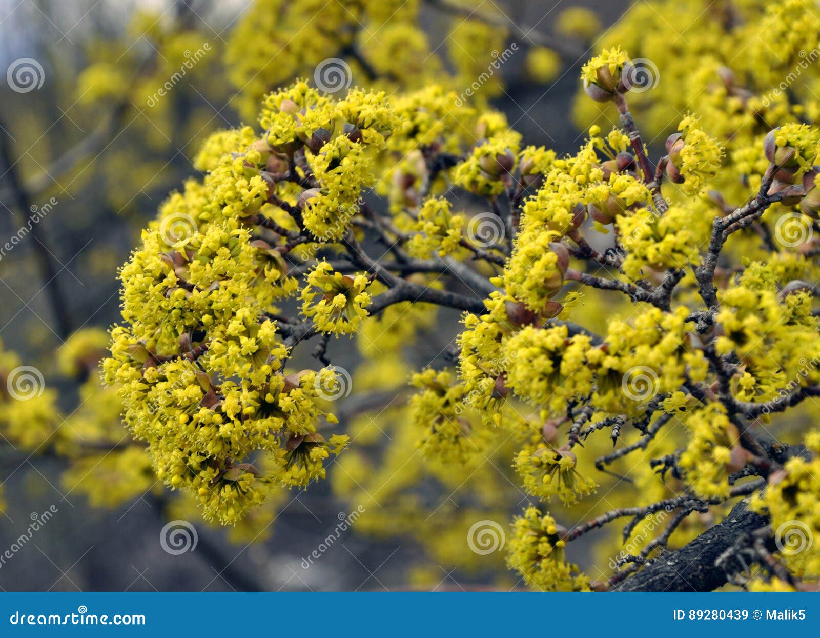 European Cornel stock image. Image of shrub, bush, blossom - 89280439